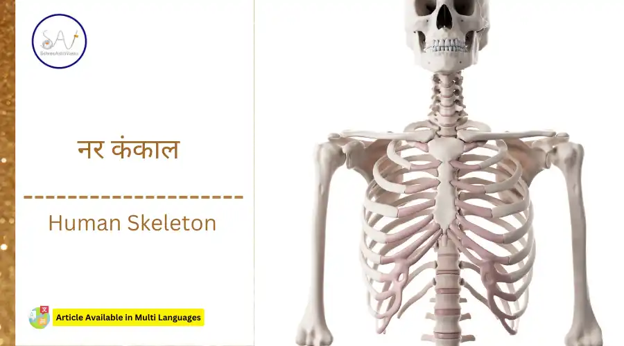 नर कंकाल - Sshree Astro Vastu